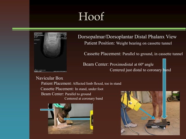 Front & Hind Limb Radiology | PDF