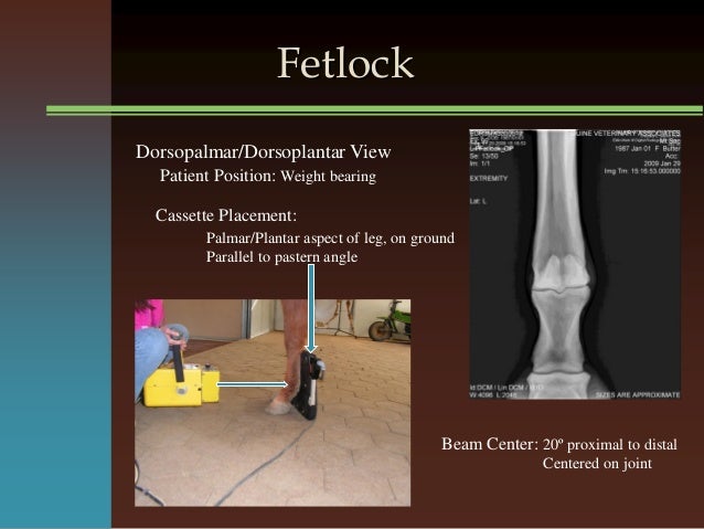 Horse Fetlock Anatomy