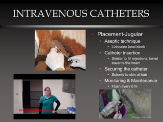 Nursing Skills | PPSX