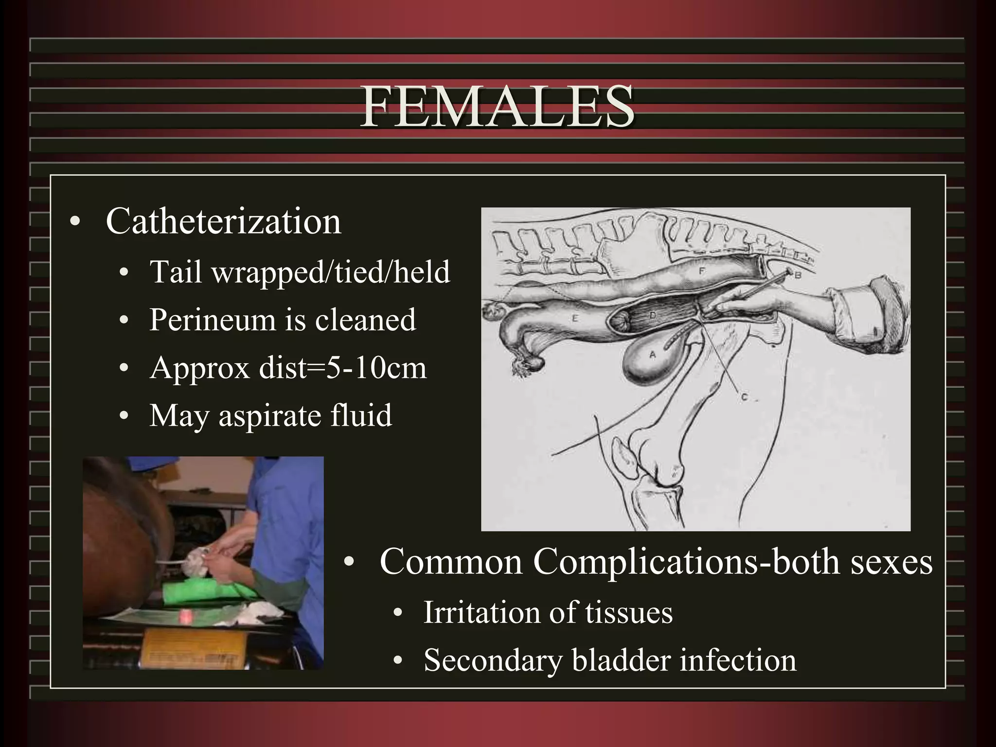 Technical Procedures | PPSX