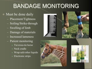 External Coaptation | PPSX