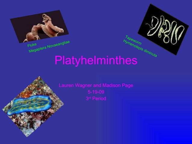 Platyhelminthes | PPT