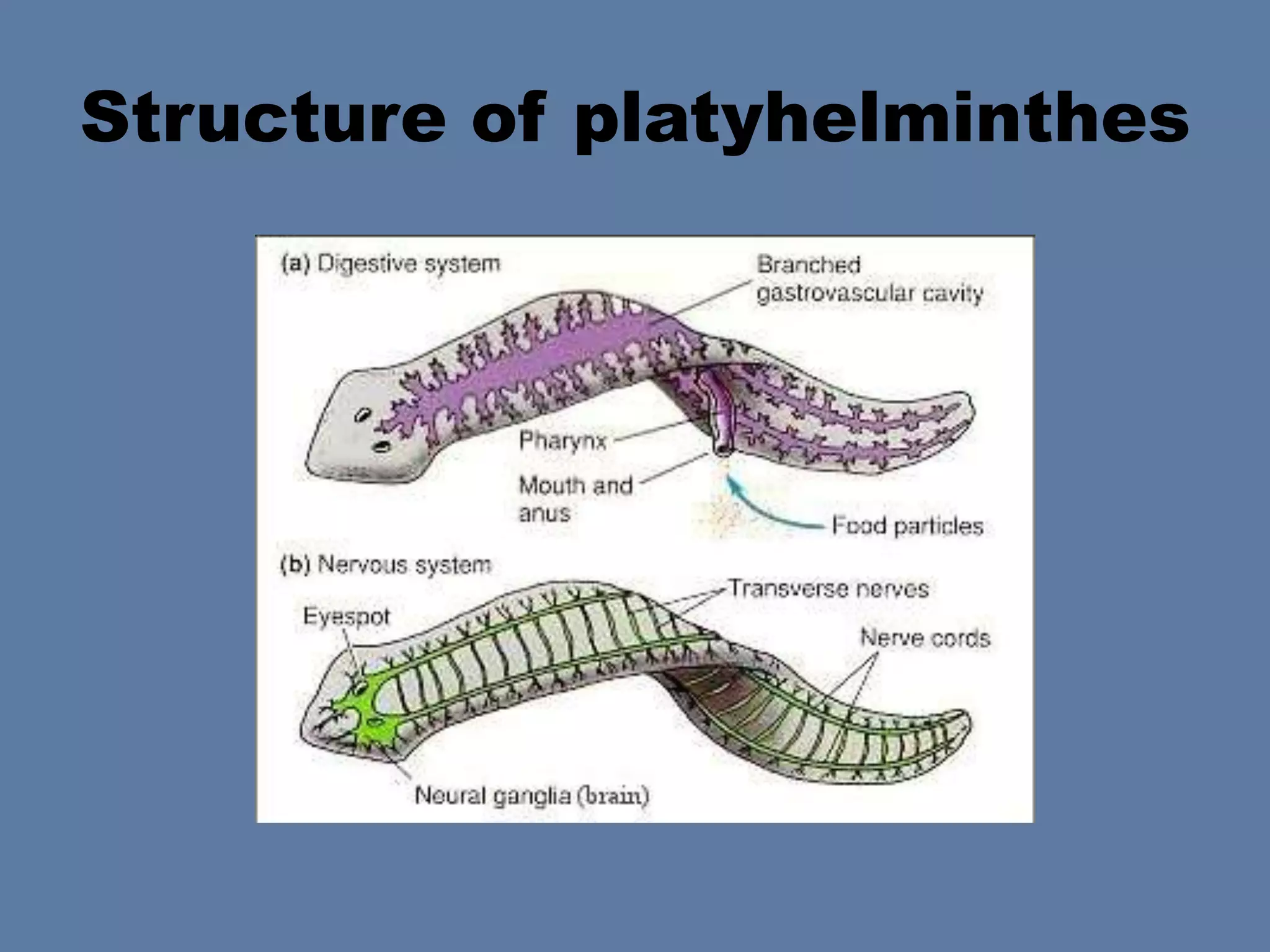 Platyhelminthes | PPTX