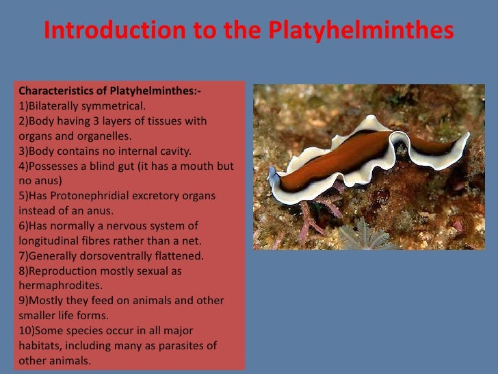 Platyhelminthes
