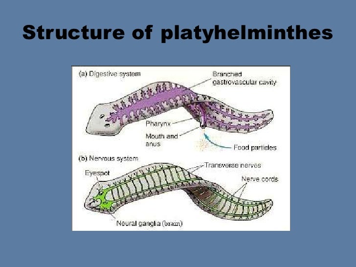 Platyhelminthes