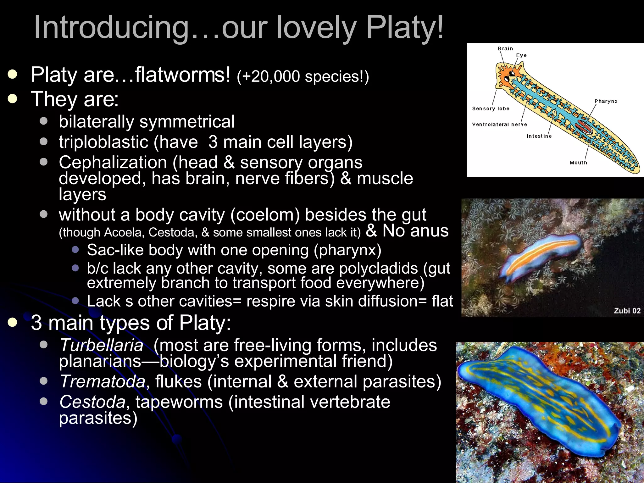 Platyhelminthes | PPT