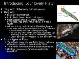 Platyhelminthes | PPT