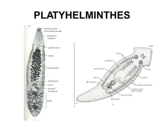 PLATYHELMINTHES.pptx | Biological Sciences | Science