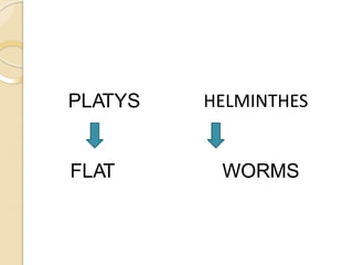 PLATYHELMINTHES.pptx | Biological Sciences | Science