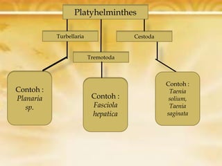 filum Platyhelminthes | PPTX