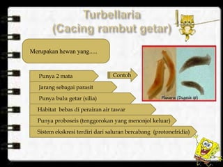filum Platyhelminthes | PPTX