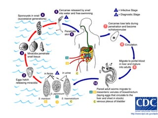 Platyhelminthes or Flatworms ( trematodes & cestodes ) | PDF