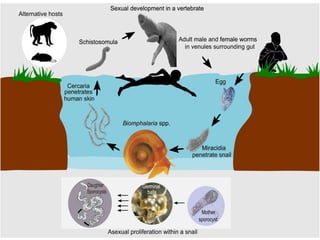 Platyhelminthes or Flatworms ( trematodes & cestodes ) | PDF