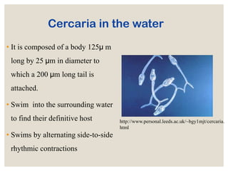 Platyhelminthes or Flatworms ( trematodes & cestodes ) | PDF