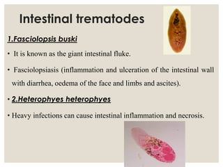 Platyhelminthes or Flatworms ( trematodes & cestodes ) | PDF