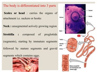 Platyhelminthes or Flatworms ( trematodes & cestodes ) | PDF