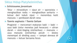 Platyhelminthes & nematoda | PPT