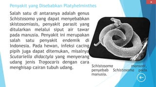 Platyhelminthes & nematoda | PPT