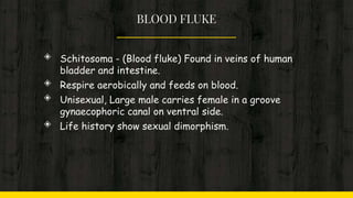 Platyhelminthes organisms | PPTX