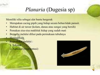 Platyhelminthes regina | PPTX