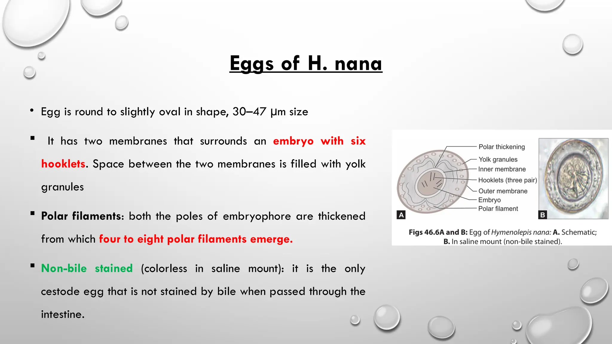 Platyhelminths- classification, morphology, life cycle and pathogenesis ...