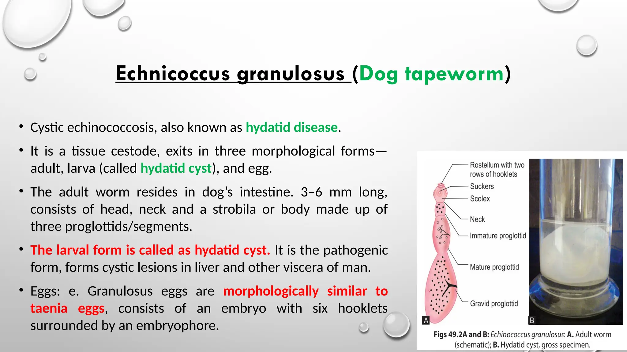 Platyhelminths- classification, morphology, life cycle and pathogenesis ...