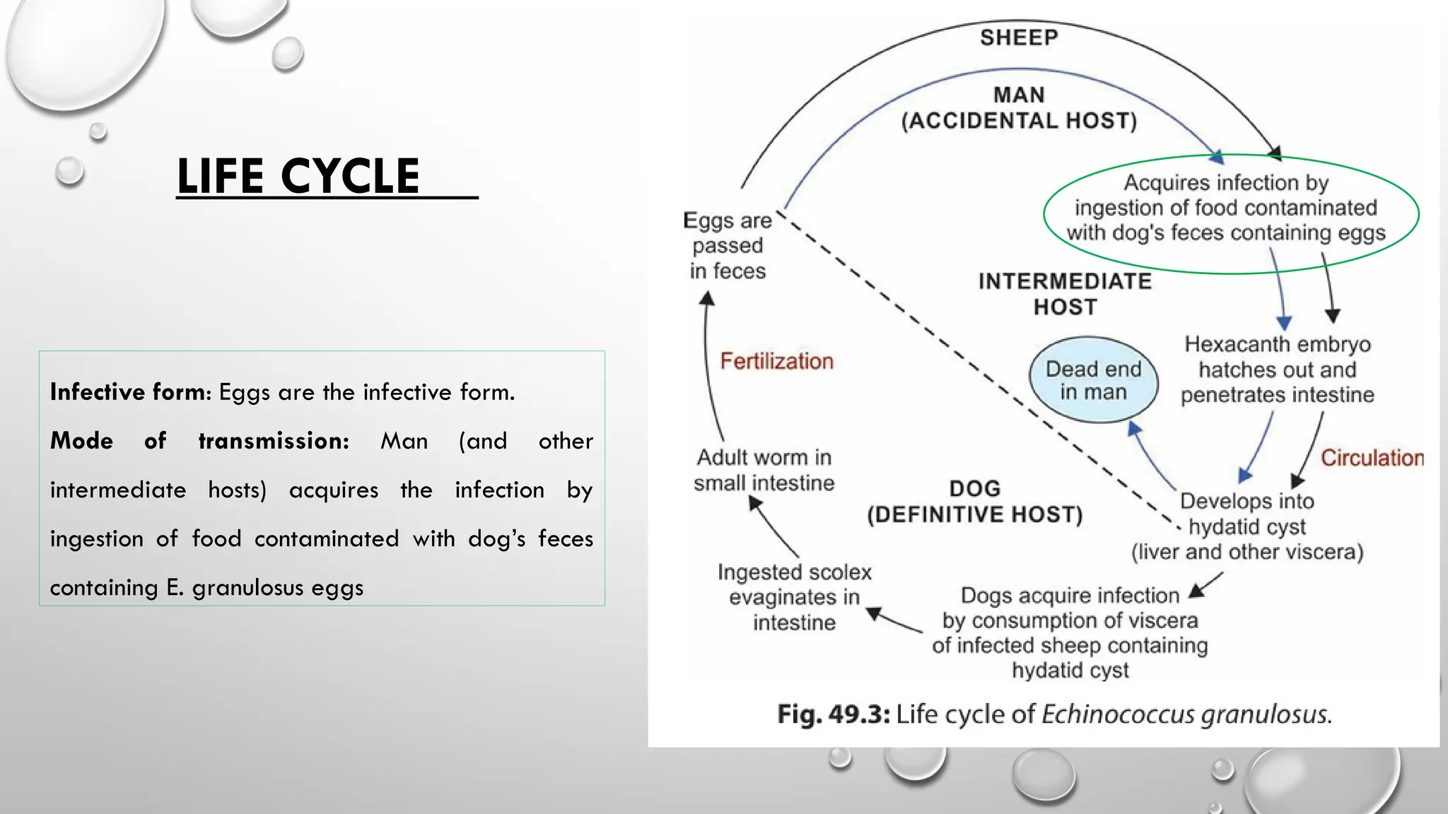 Platyhelminths- classification, morphology, life cycle and pathogenesis ...