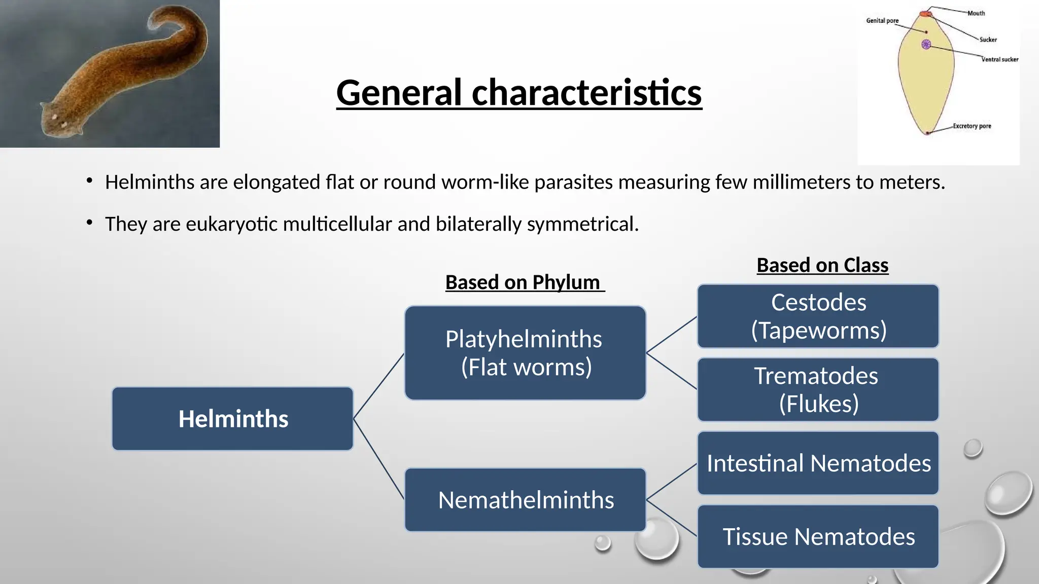 Platyhelminths- classification, morphology, life cycle and pathogenesis ...