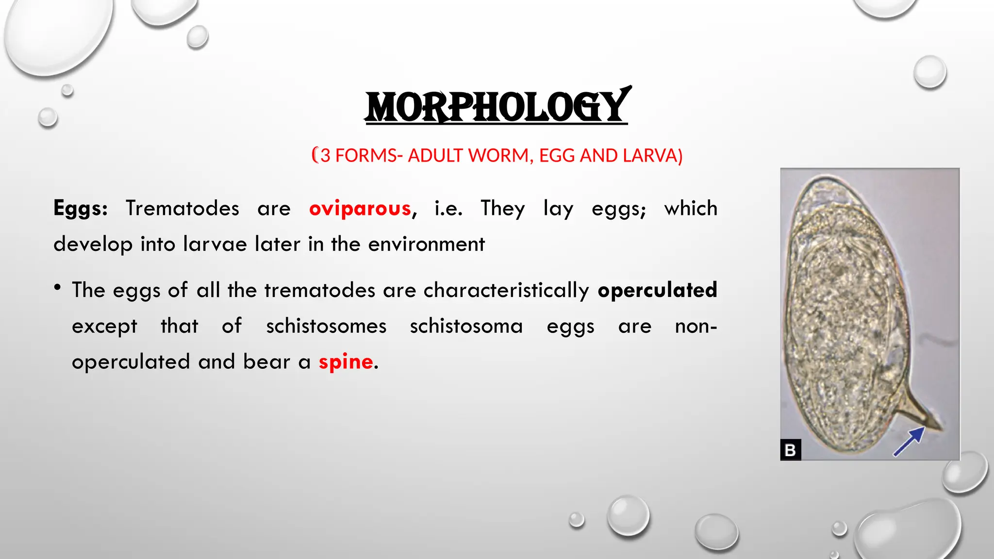 Platyhelminths- classification, morphology, life cycle and pathogenesis ...