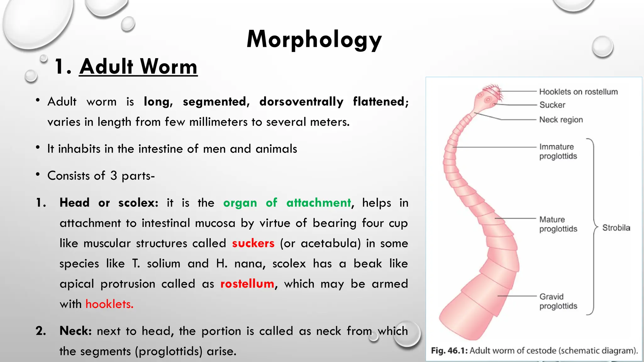 Platyhelminths- classification, morphology, life cycle and pathogenesis ...