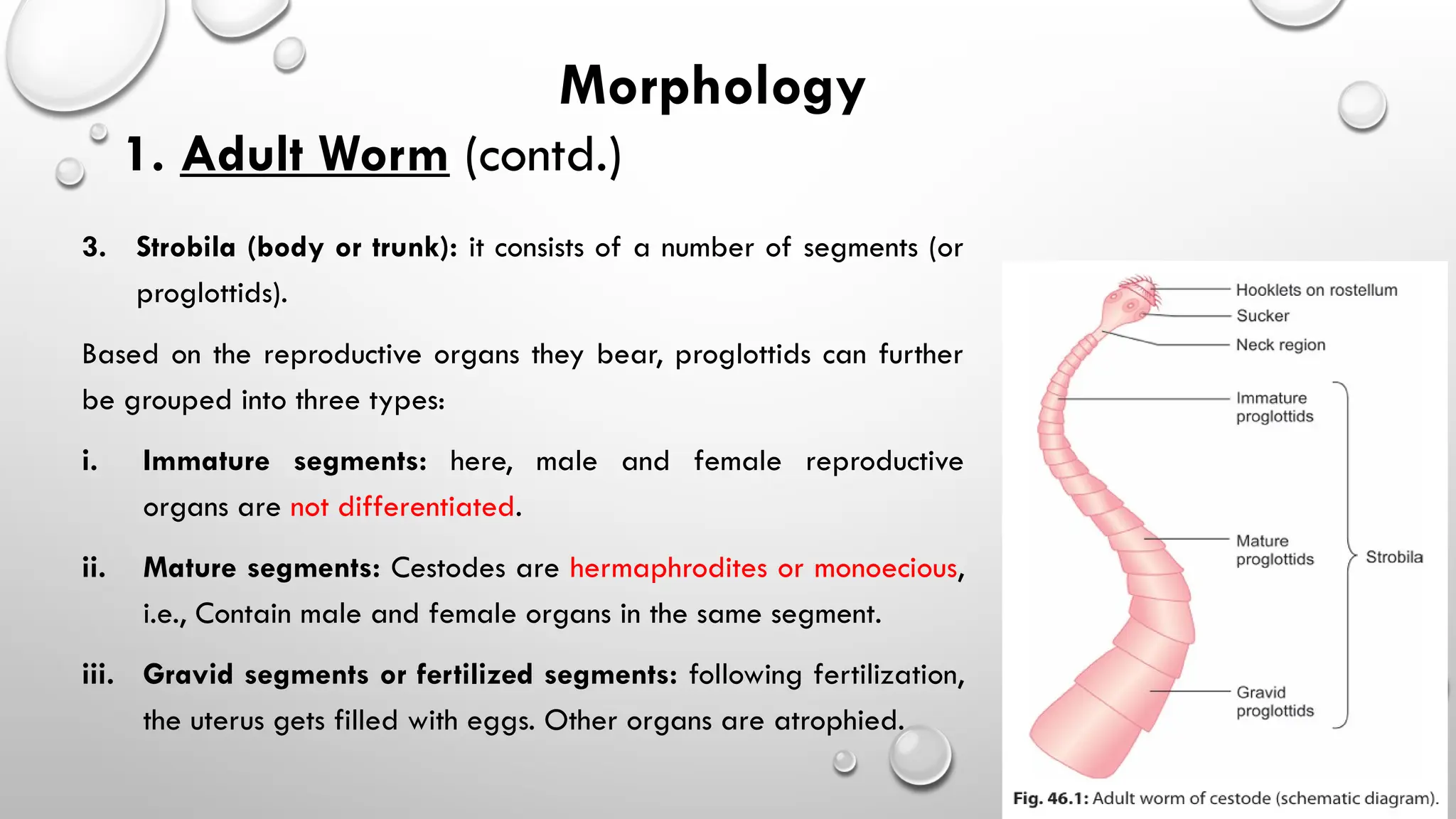 Platyhelminths- classification, morphology, life cycle and pathogenesis ...