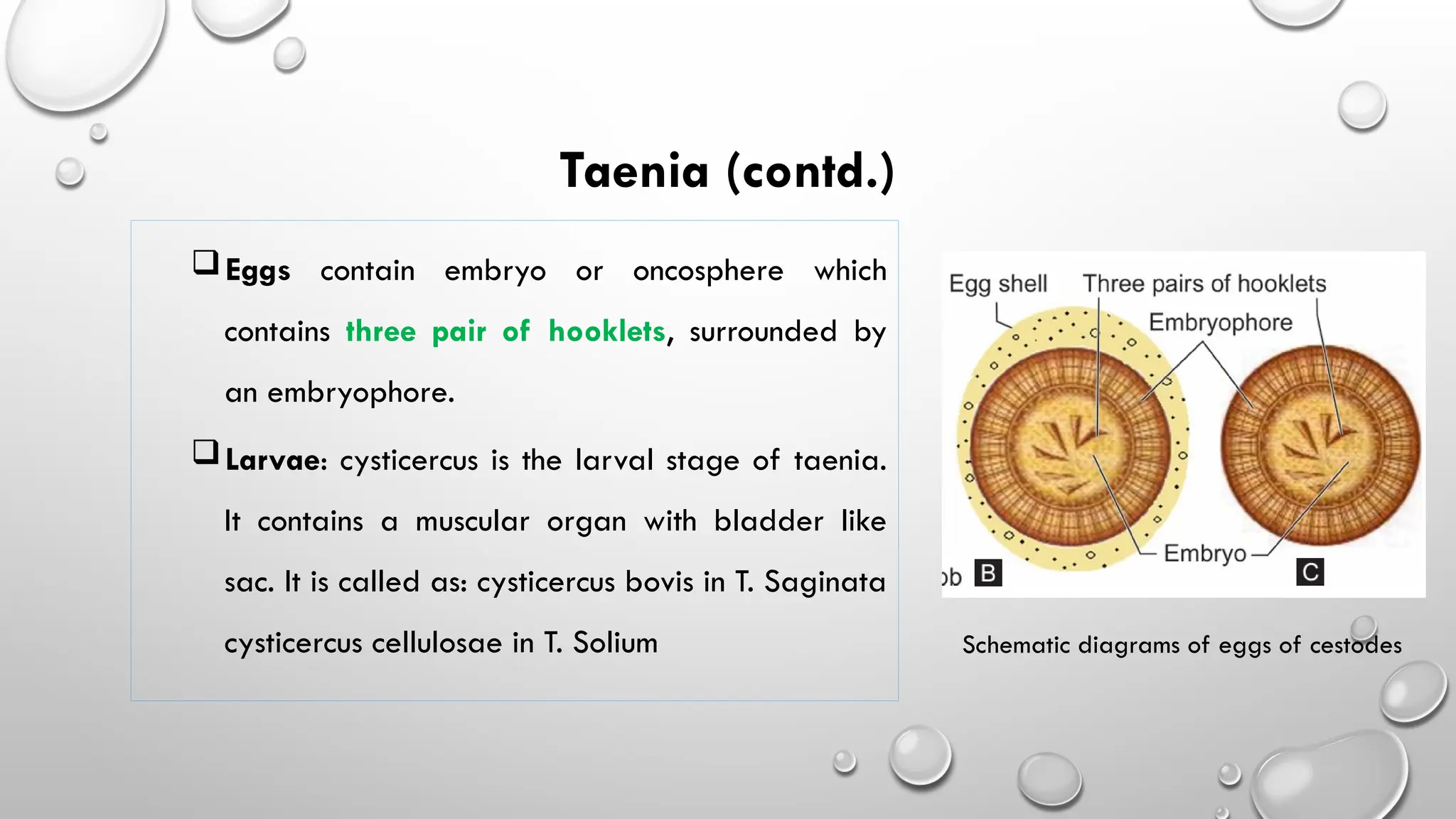 Platyhelminths- classification, morphology, life cycle and pathogenesis ...