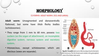 Platyhelminths- classification, morphology, life cycle and pathogenesis ...