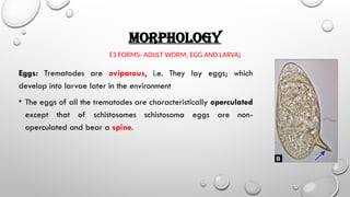 Platyhelminths- classification, morphology, life cycle and pathogenesis ...