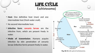 Platyhelminths- classification, morphology, life cycle and pathogenesis ...