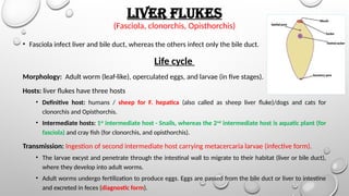 Platyhelminths- classification, morphology, life cycle and pathogenesis ...