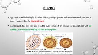 Platyhelminths- classification, morphology, life cycle and pathogenesis ...