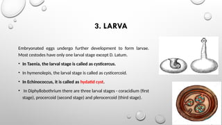 Platyhelminths- classification, morphology, life cycle and pathogenesis ...