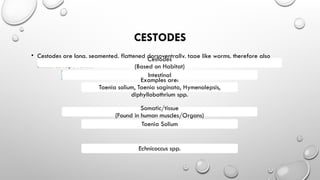 Platyhelminths- classification, morphology, life cycle and pathogenesis ...