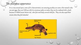 Platypus (2).pptx