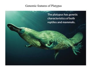 Platypus genome.ppt
