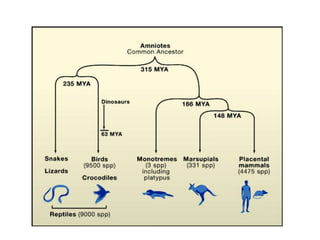 Platypus genome.ppt