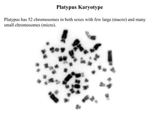 Platypus genome.ppt