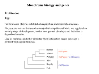 Platypus genome.ppt
