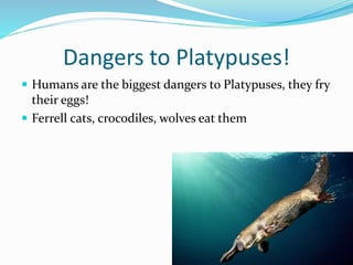 Platypus programme | PPTX
