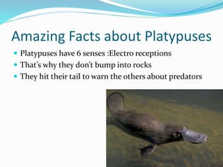 Platypus programme | PPTX
