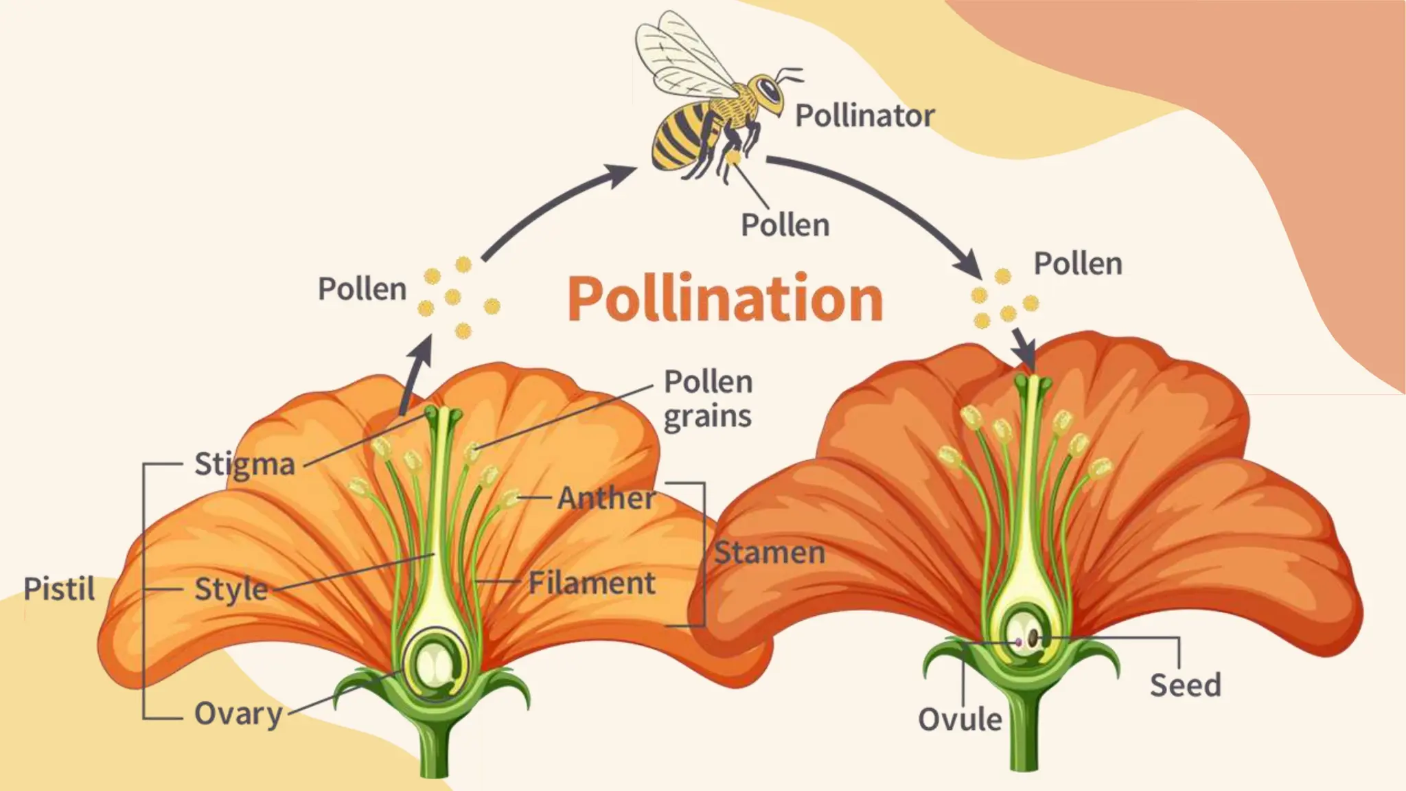 The seed, pollination, fertilization and germination | PPT