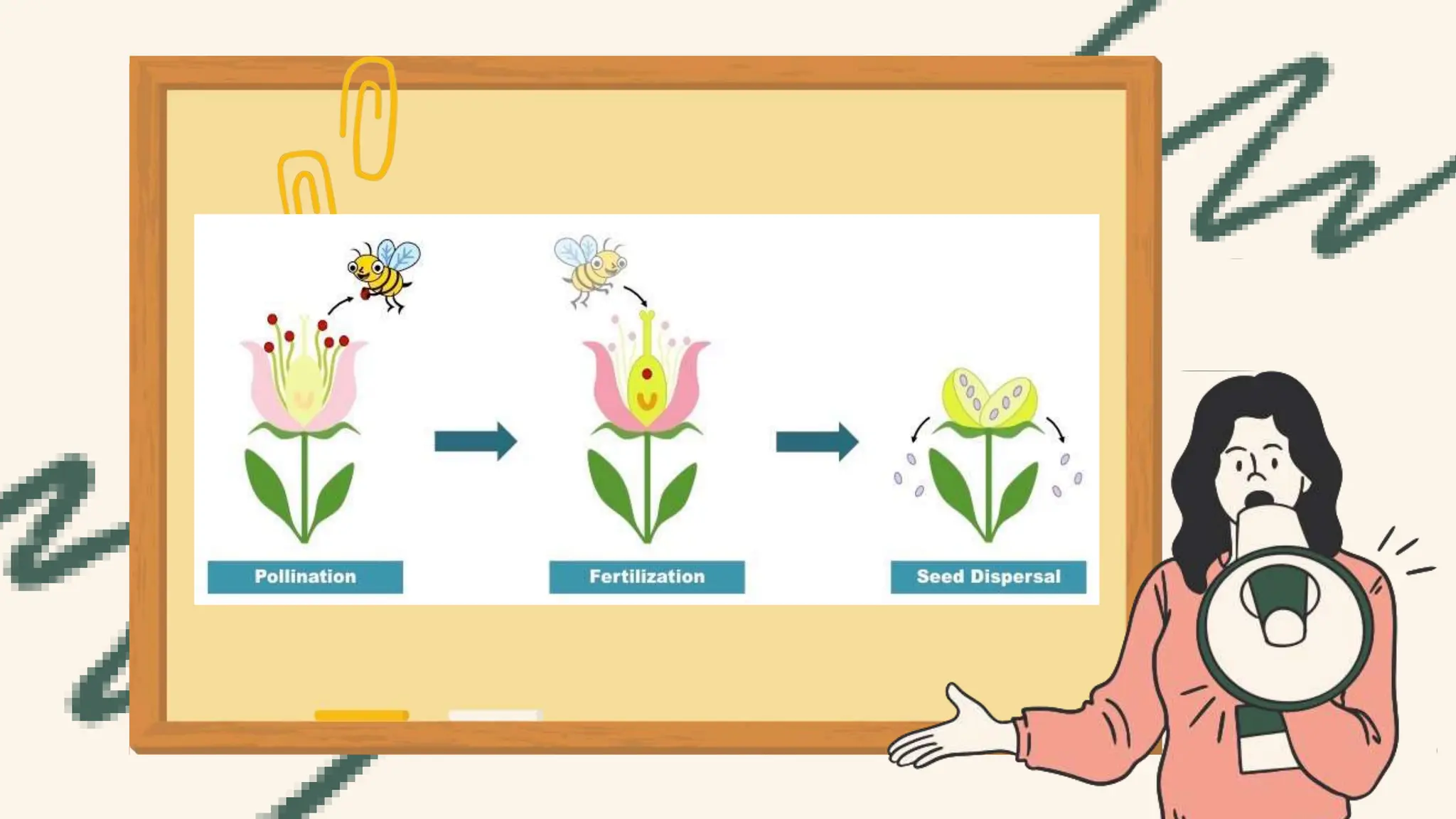 The seed, pollination, fertilization and germination | PPTX