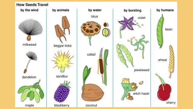The seed, pollination, fertilization and germination | PPT