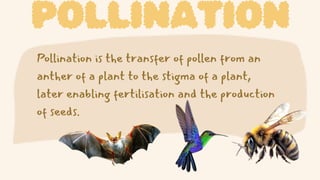 The seed, pollination, fertilization and germination | PPT
